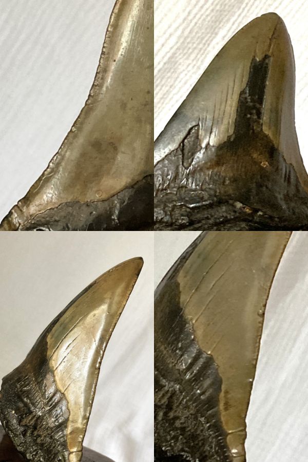 Megalodon Tooth on Wooden Mount 4″ | Vintage Keepers