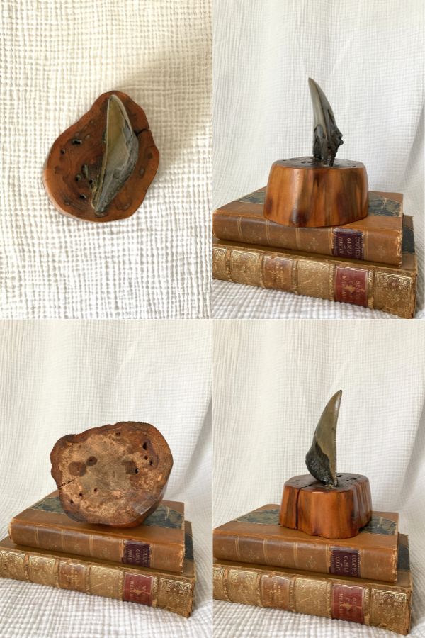 Megalodon Tooth on Wooden Mount 4″ | Vintage Keepers