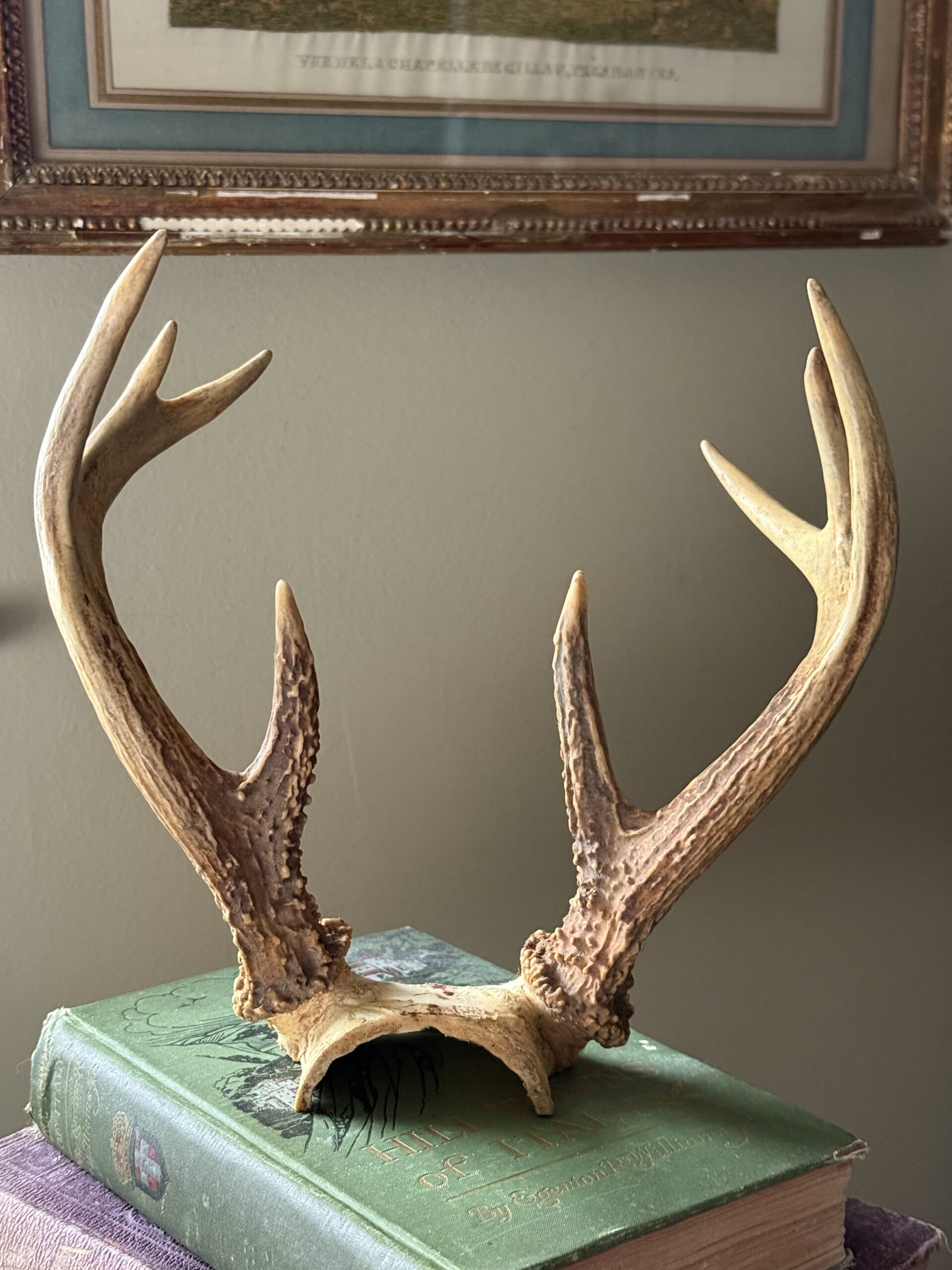 8-Point Antlers | Vintage Keepers