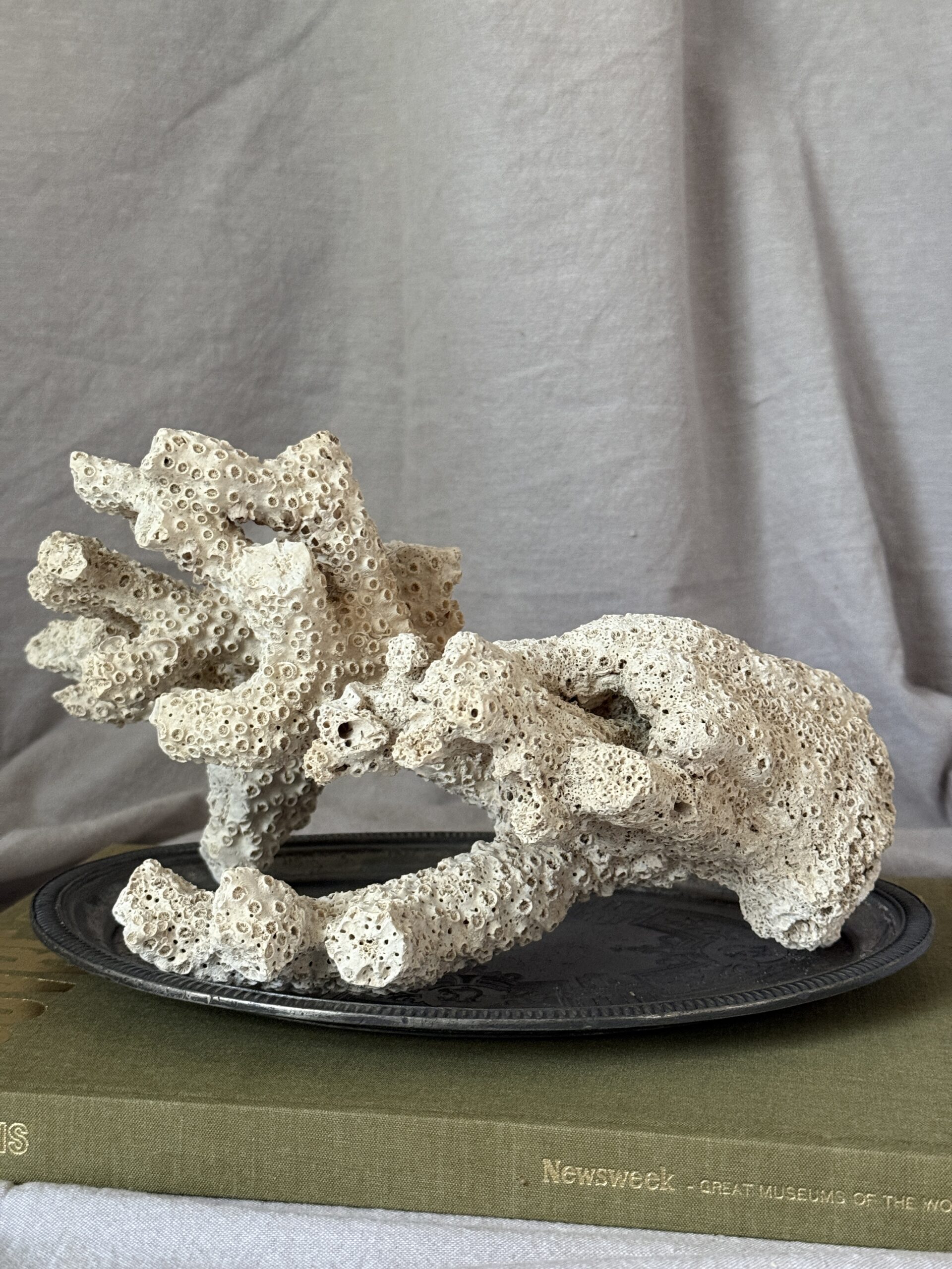 Large Natural Fossilized Branch or Pillar Coral Specimen with Antique ...